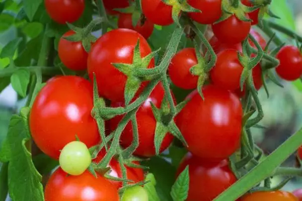 Tomàquets madurs