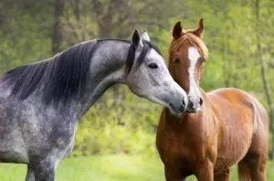 Como elixir o alcume correcto para un cabalo e un semental, os nomes máis fermosos