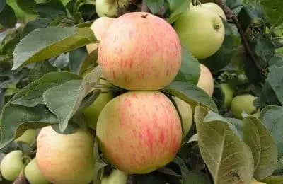蘋果樹禧：品種，著陸，培養和護理的描述和特徵