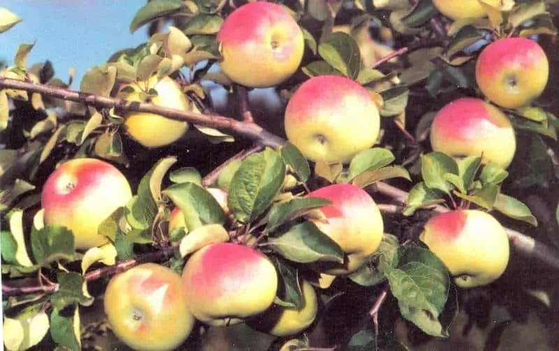 Apple Tree Jubilee