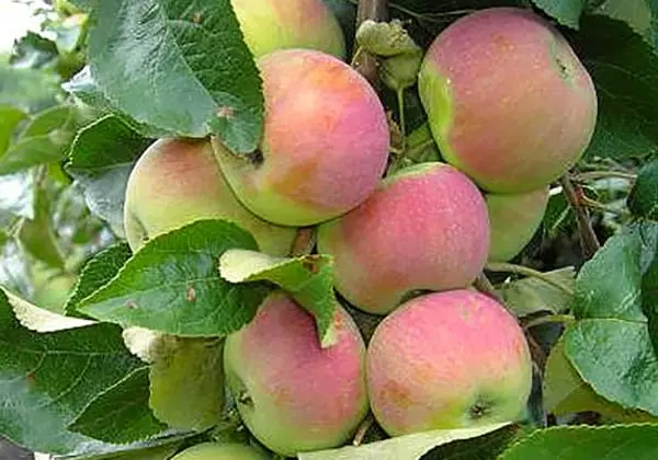 Apple applelilee