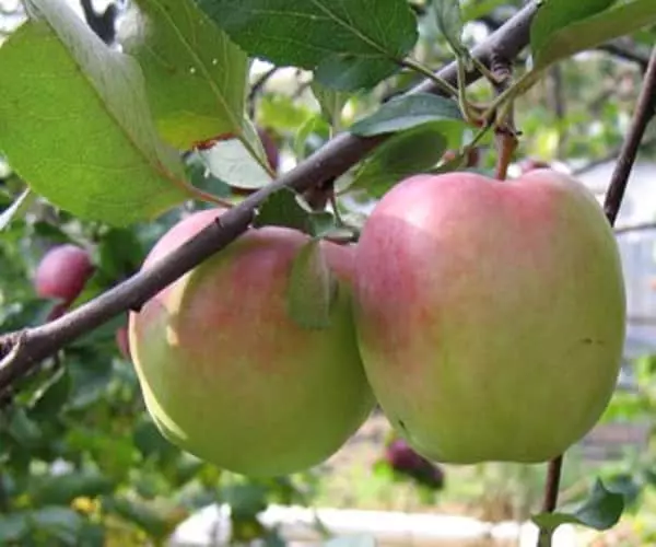 I-Apple Tree Jubilee