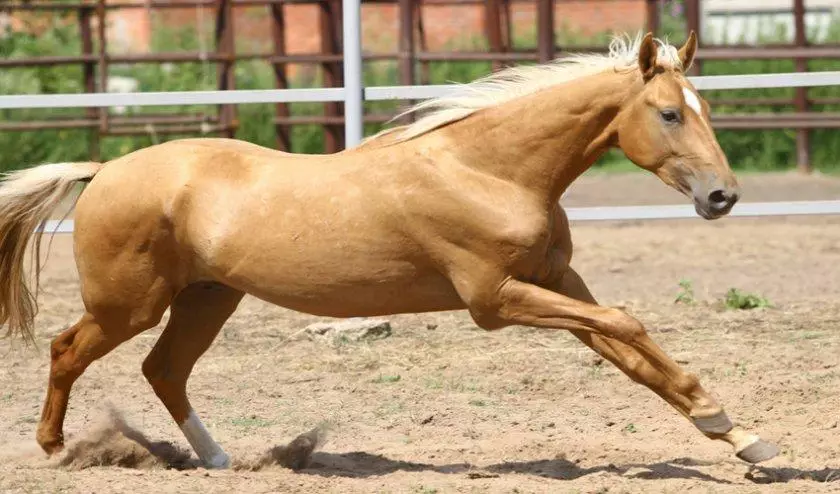 Kaurara Maste koně