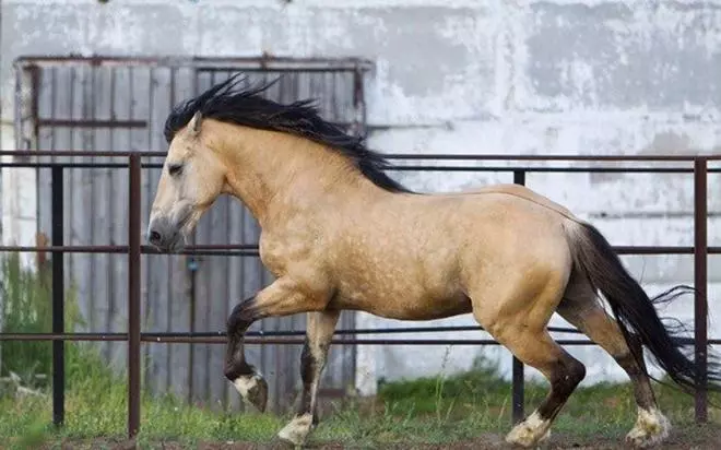 Kaurara Maste koně