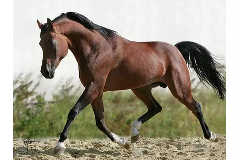 一匹美丽的马