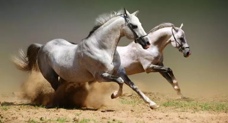 Horse Jalil