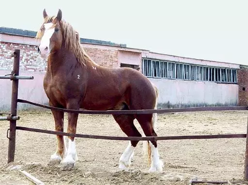 Kuda yang indah