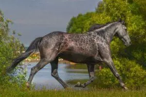 Historie og beskrivelse af heste af Karachai-racen, regler for indhold og omkostninger