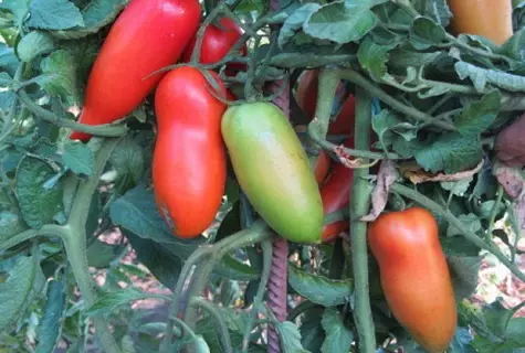 Pomidorai susieta