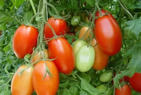 Dekduo ruĝa tomato