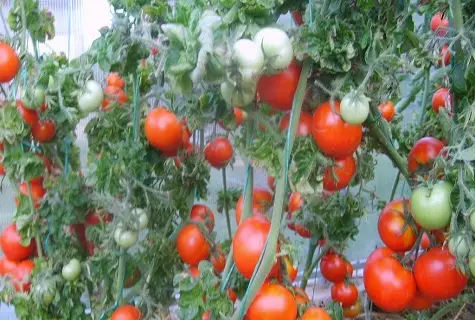 Viele Tomaten