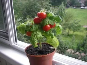 ٹماٹر بونسائی ٹماٹر (بانزی)، پودے اور پیداوار کی خصوصیت اور وضاحت