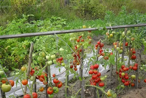 Country rajčica