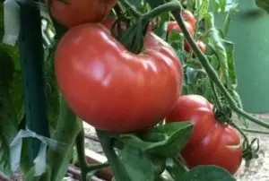 Características e descrición do xardín de tomate Miracle