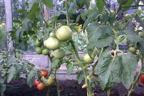 Bushes Tomato Puzati
