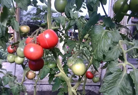 Tomatat Puzzle in the garden