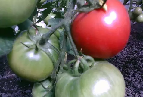 Aparencia de tomate Puzzati.