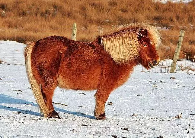 Hynder Pony