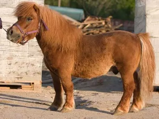 bhiza pony