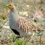 Partridge ir putpelės: koks yra paukščių skirtumas, savybės ir skirtumai, kurie yra geresni