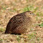 Partridge ir putpelės: koks yra paukščių skirtumas, savybės ir skirtumai, kurie yra geresni 1008_2
