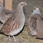Partridge ir putpelės: koks yra paukščių skirtumas, savybės ir skirtumai, kurie yra geresni 1008_3