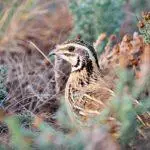 Partridge و Quail: تفاوت، ویژگی ها و تفاوت های پرندگان، که بهتر است 1008_6