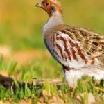 Partridge và cartridge: Sự khác biệt, tính năng và sự khác biệt của các loài chim là gì, tốt hơn 1008_7