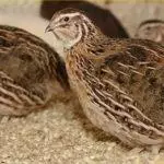 Partridge ir putpelės: koks yra paukščių skirtumas, savybės ir skirtumai, kurie yra geresni 1008_8