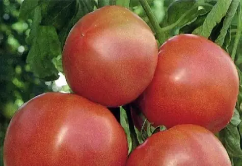 Arbustos de tomate rosa solyushn