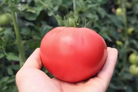 Tomat Pink Salusn ing tangan