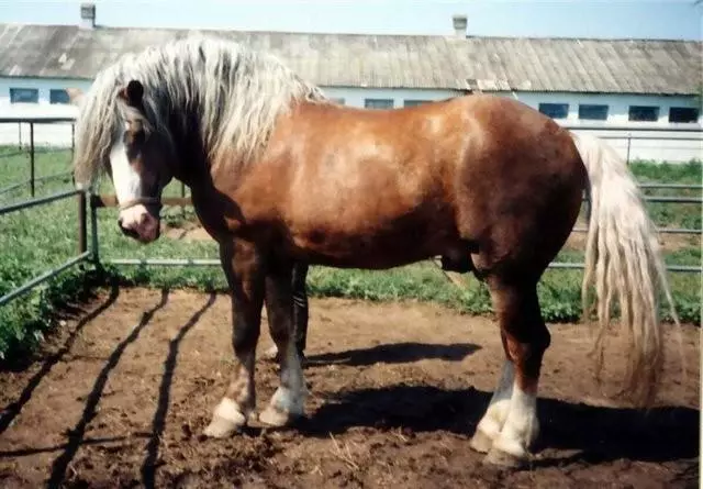Съветски височини на породата коне