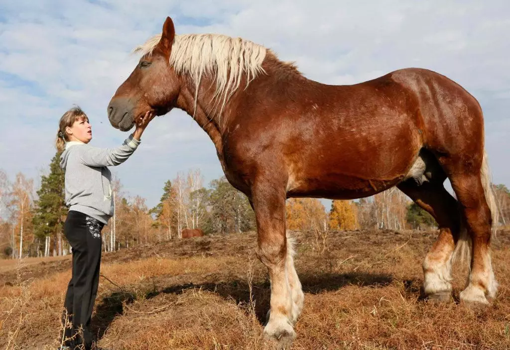 Jangkung Soviét breed kuda