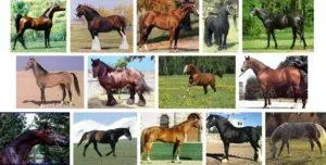 Lijst en beschrijvingen van de 40 beste rassen van paarden, kenmerken en namen