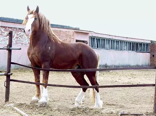 馬の品種のソビエトの高さ