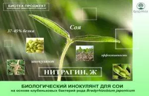 Upute za upotrebu i kompoziciju Nitragina, stopa potrošnje gnojiva