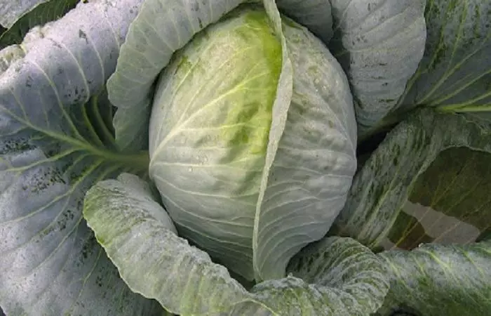 Cabbage taub hau