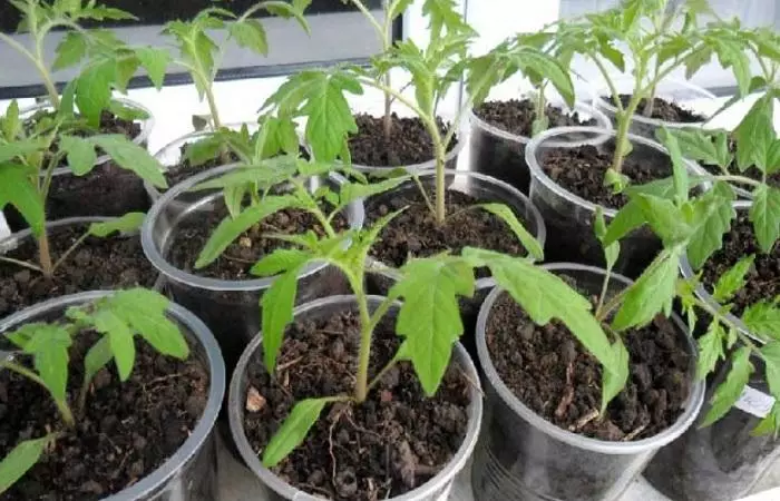 Jonk Seedlings