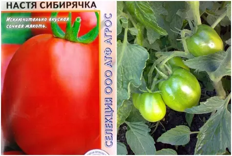 Grenn tomat Nastya Siberian