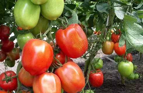 ٹماٹر Busta Nastya Sibiryachka.