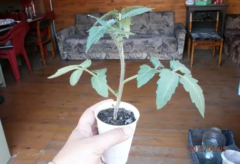 Plant tomat Nastya Sibiryach