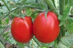Kuvaus Tomaatti Adeline ja sen ominaisuudet