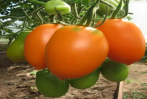 الطماطم chukhloma.