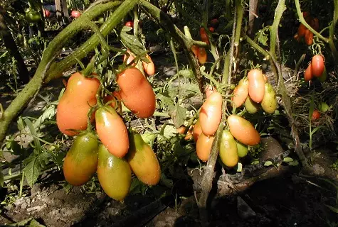 Tomaatit varjoisassa