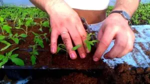 Lokaasjekenstechnology fan tomaat Seedlings