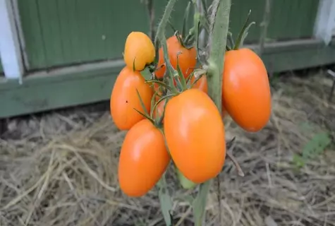 Буш зрели домати