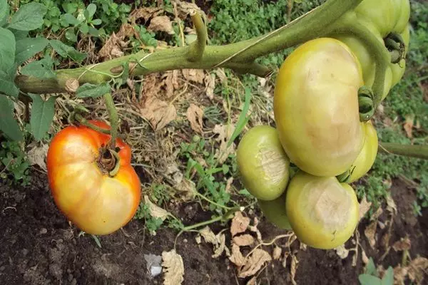 Gaixotasun tomatov