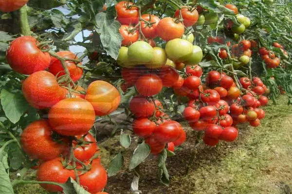 Awọn tomati ninu ile