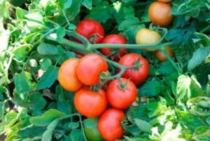 Tomati Katyusha kirjeldus ja omadused, selle kasvatamine