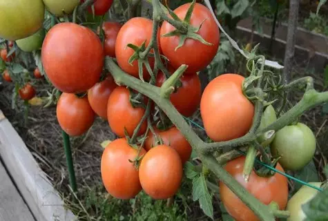 Vintage tomaat.